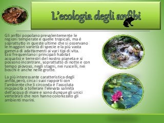 Gli anfibi | PPTX