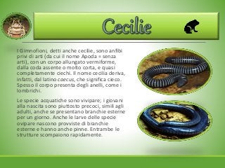 Gli anfibi | PPTX