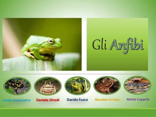 Gli anfibi | PPT