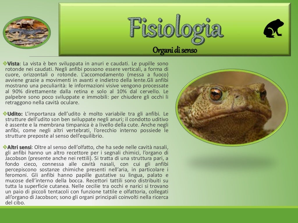 Gli anfibi | PPTX