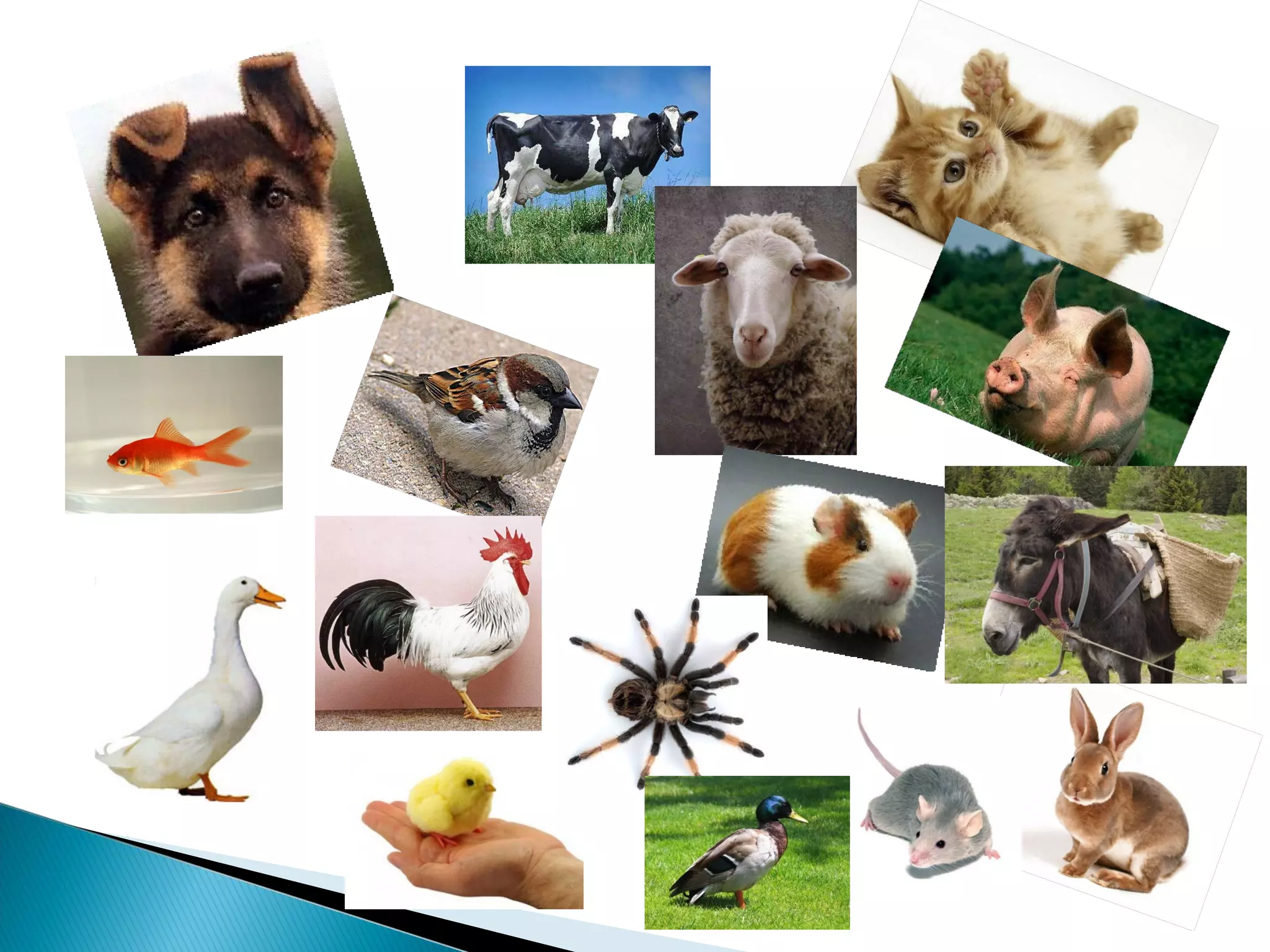 Gli animali domestici | PPT