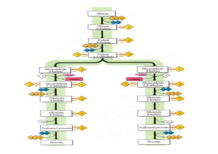 Glicólise bioquimica