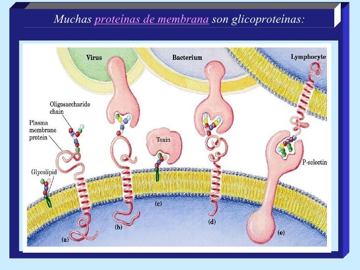 Glicoproteinas2