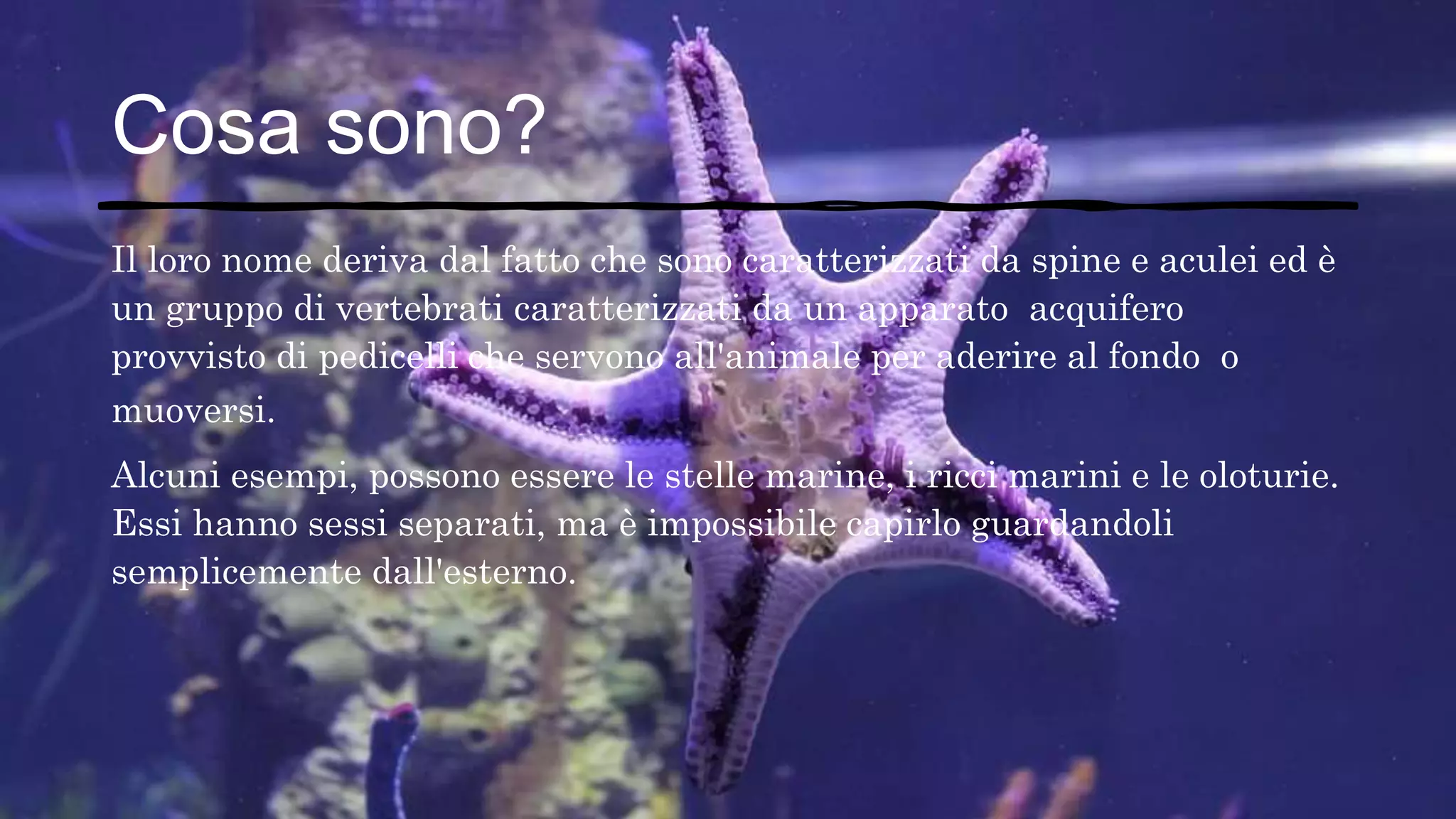 gli echinodermi.pptx