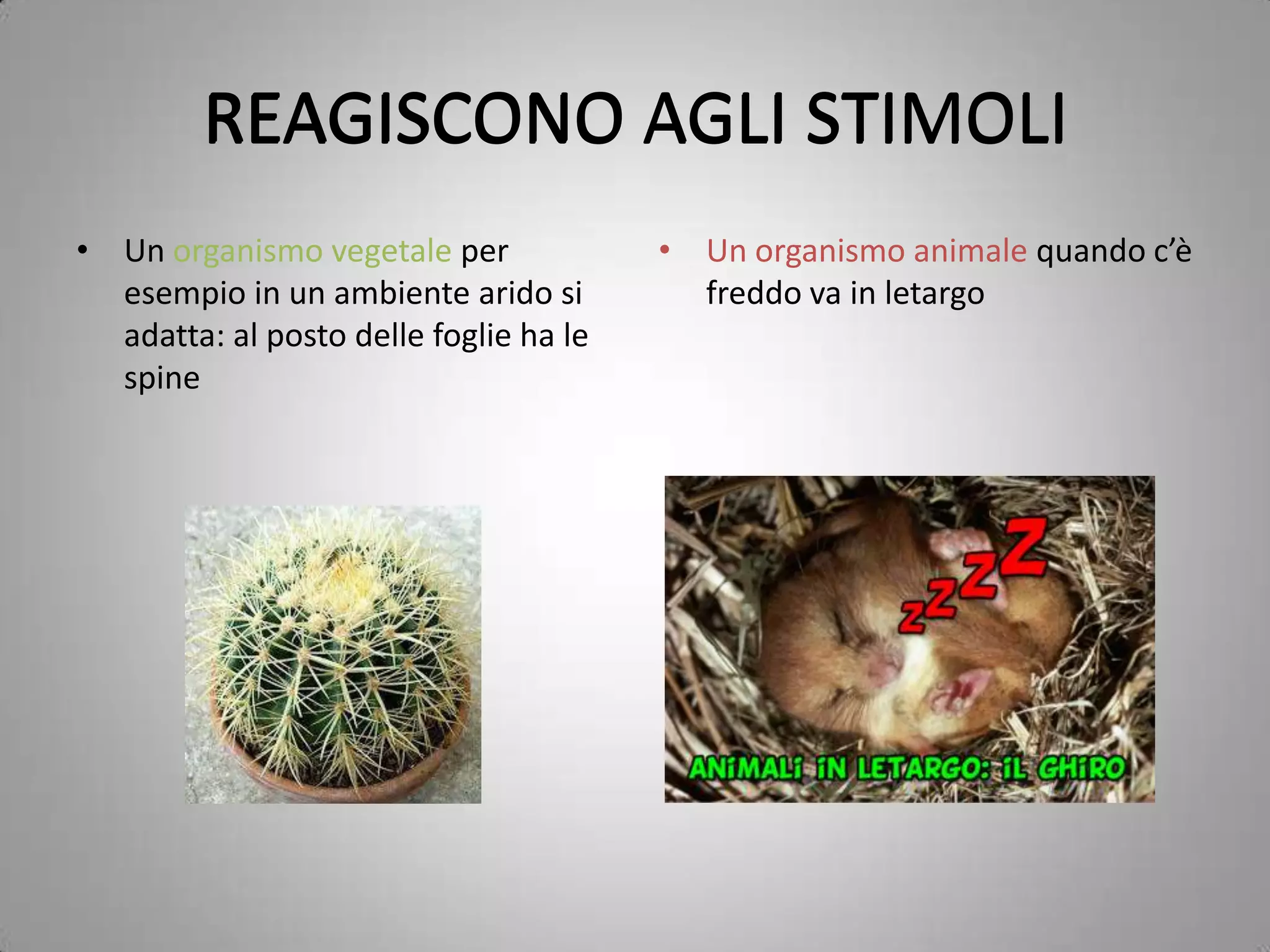 Gli esseri viventi | PPTX