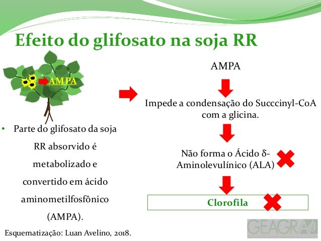 Glifosato e Paraquat: Dinâmica Solo e Planta