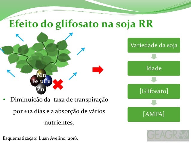 Glifosato e Paraquat: Dinâmica Solo e Planta