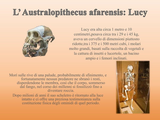 Gli incerti passi di lucy | PPT