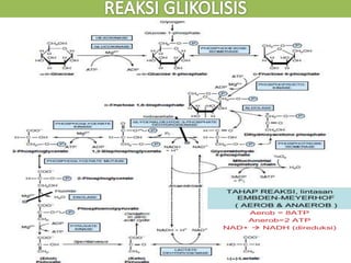 Glikolisis | PPTX