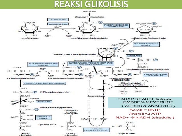 Glikolisis