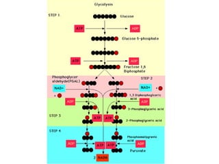 Glikolisis | PPTX
