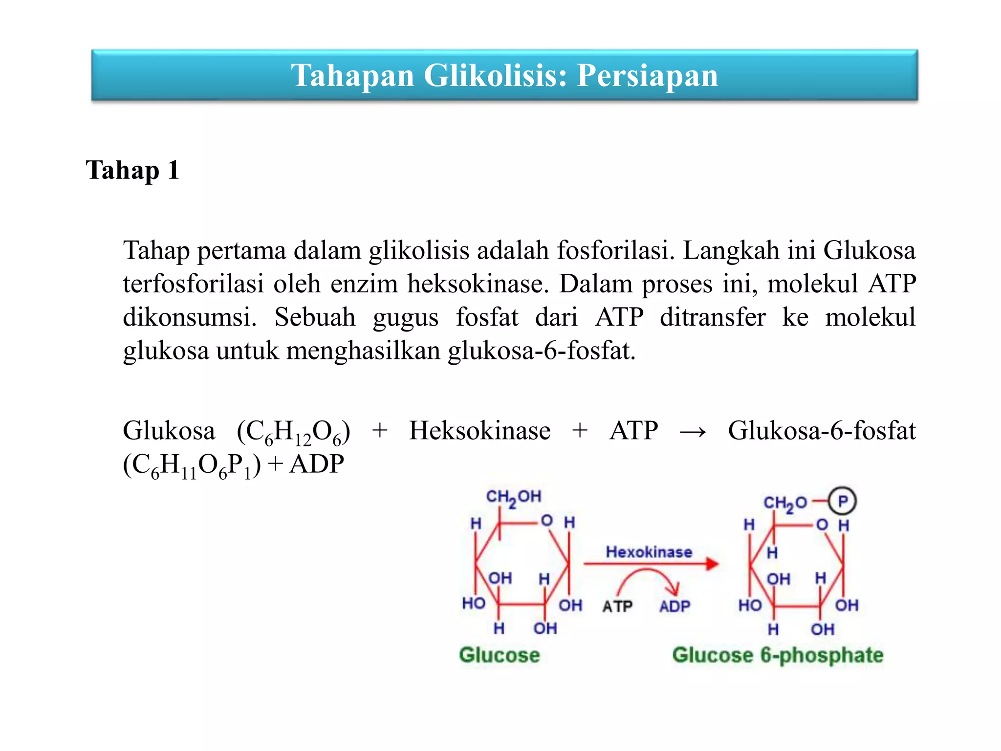 Respirasi Aerob: Glikolisis | PPTX