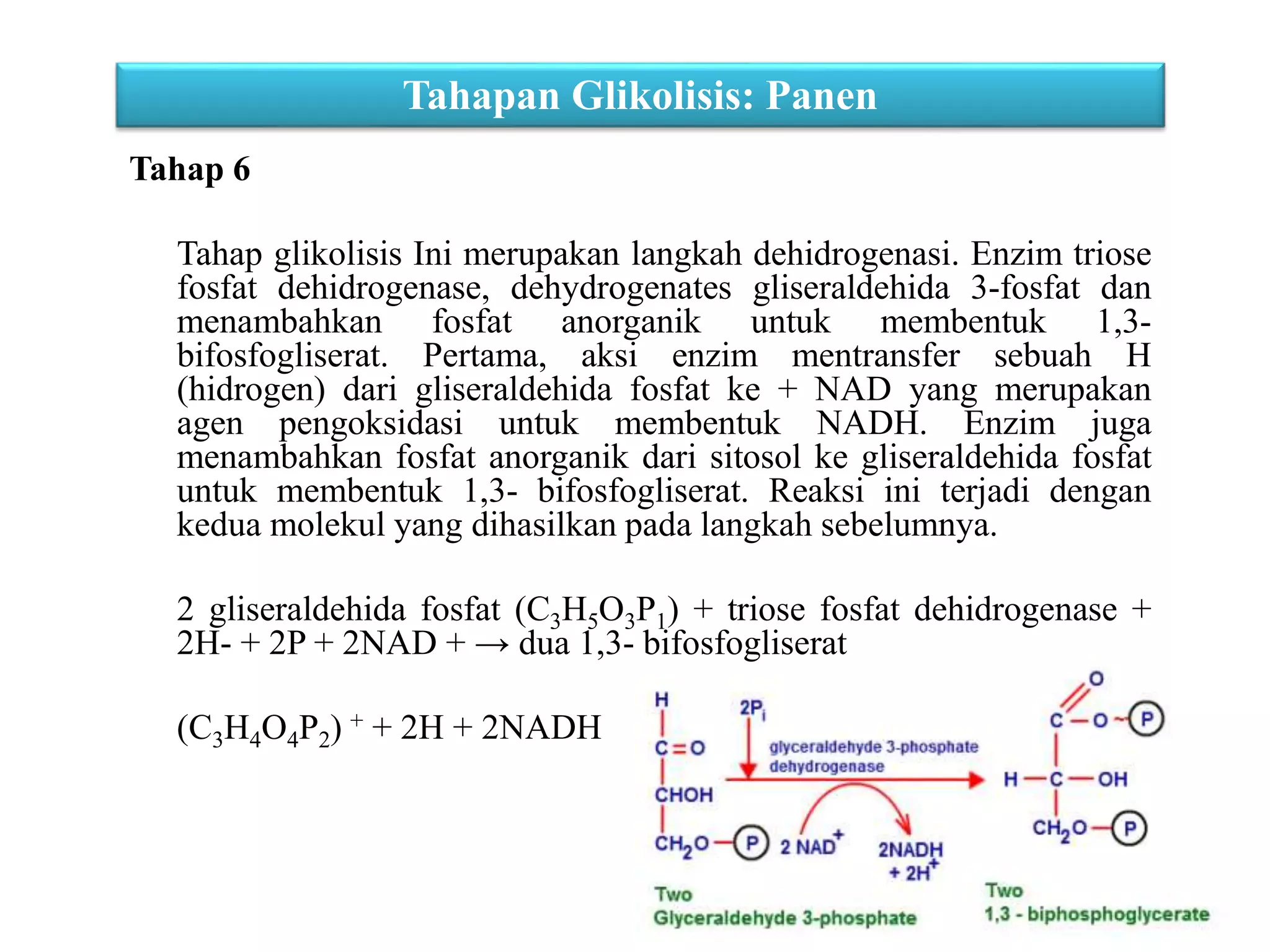 Respirasi Aerob: Glikolisis | PPTX