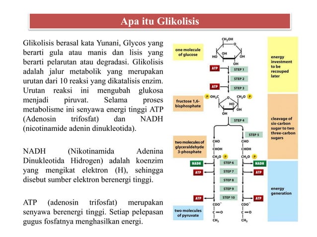 Respirasi Aerob: Glikolisis | PPT