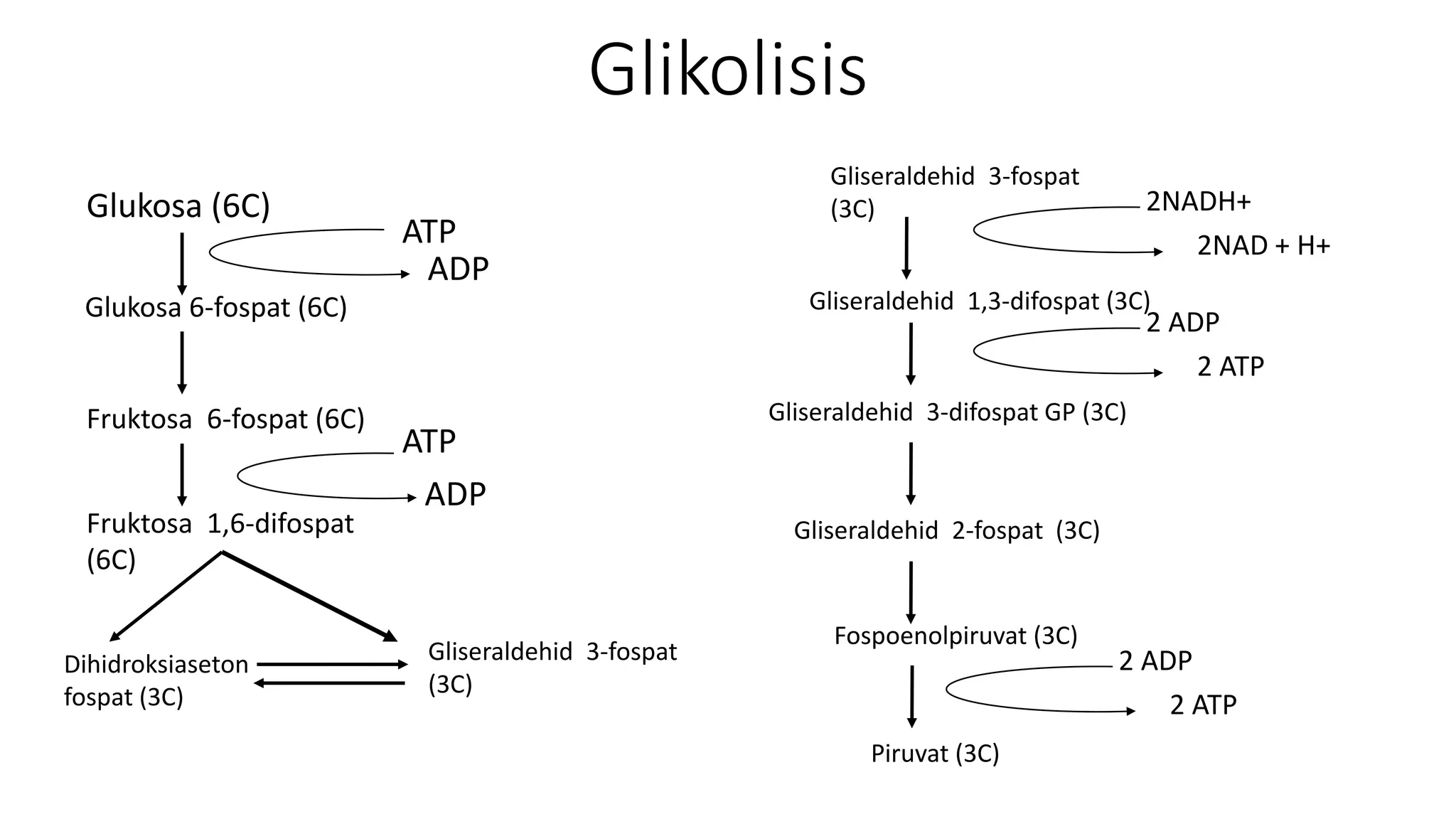 Glikolisis | PDF
