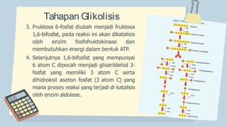 Glikolisis-Kelompok 3.pptx