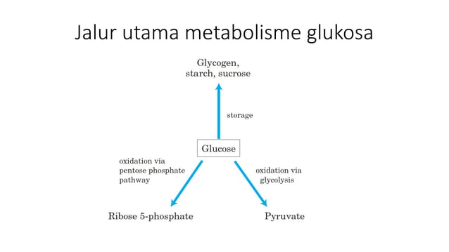 Glikolisis, glukoneogenesis, ribosa 5 fosfat.pptx | Endocrine and ...