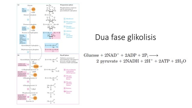 Glikolisis, glukoneogenesis, ribosa 5 fosfat.pptx | Endocrine and ...