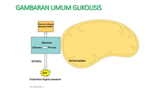 Glikolisis | PPSX