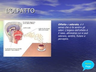 Gli organi di senso di defalcomariarosa | PPT