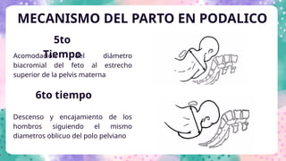 PARTO PODALICO mecanismo de parto podalico | PPTX
