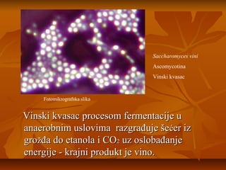 Značaj gljiva i lekovite gljive | PPT