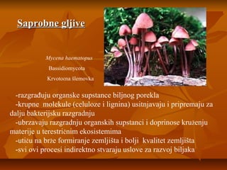 Značaj gljiva i lekovite gljive | PPT