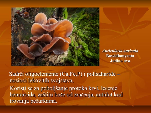 Značaj Gljiva I Lekovite Gljive