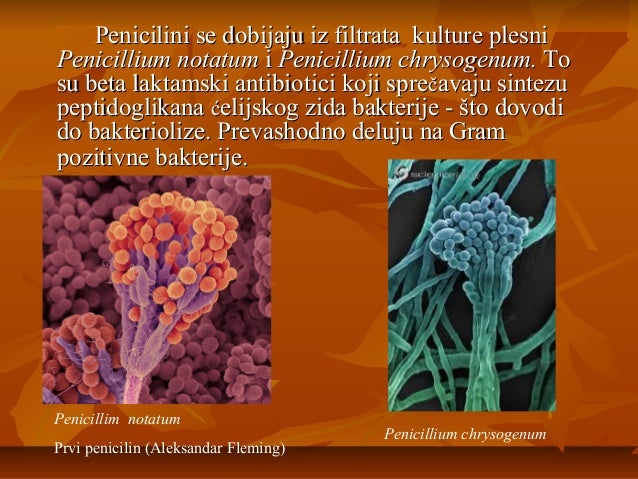 Značaj Gljiva I Lekovite Gljive