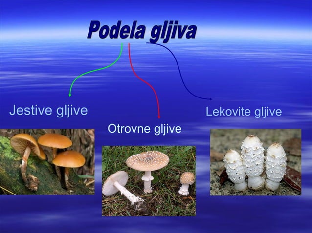 Jestive i otrovne gljive | PPT