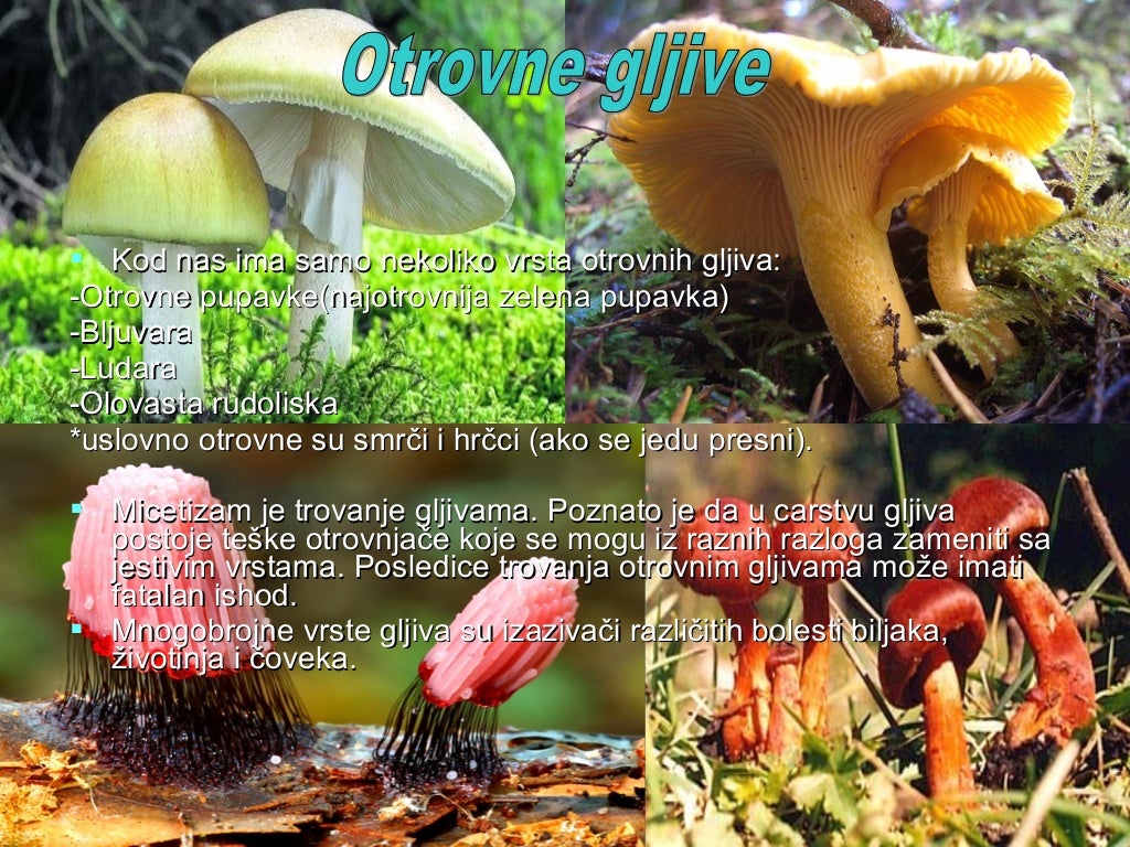 Jestive i otrovne gljive