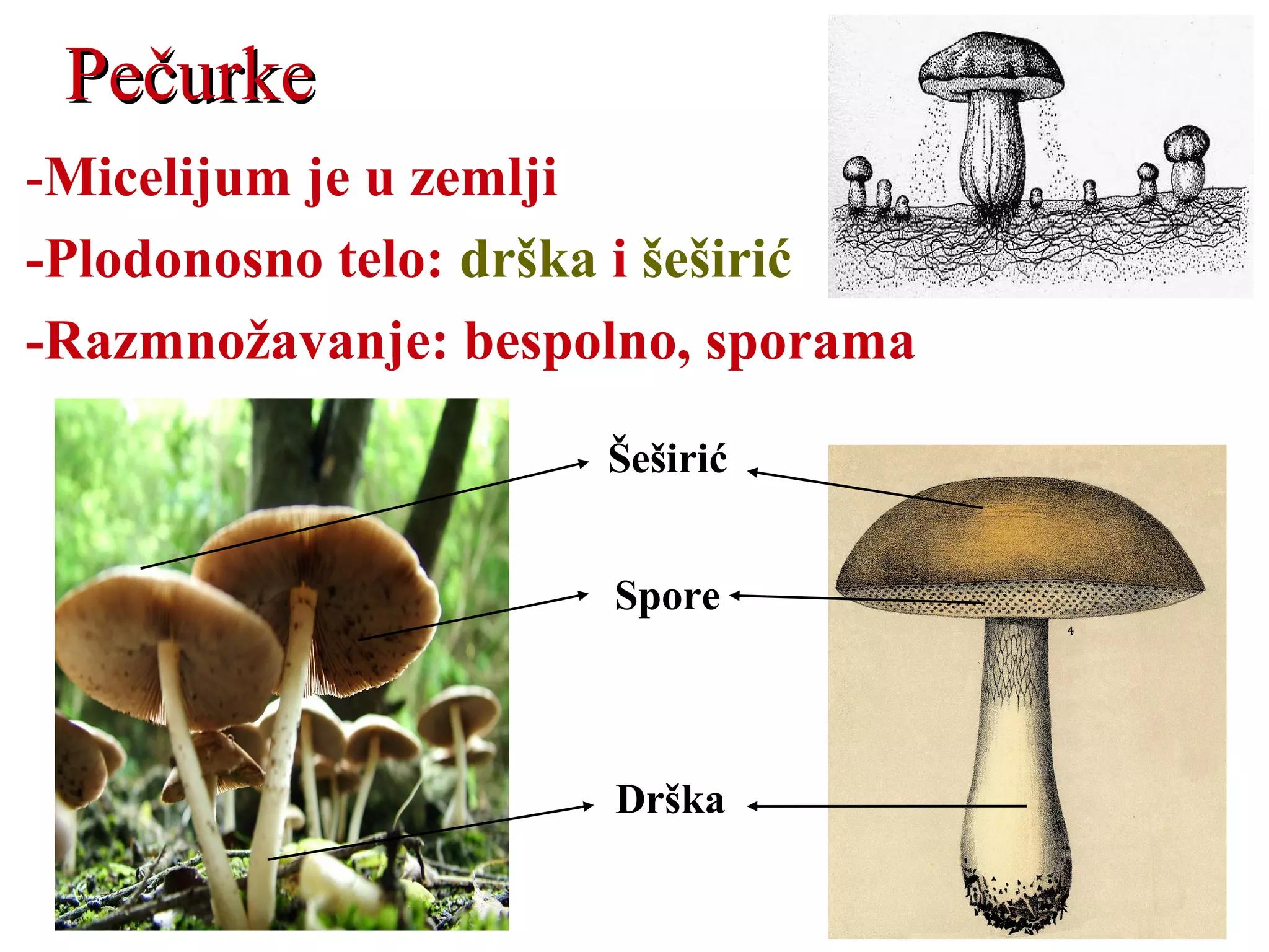Gljive | PPT