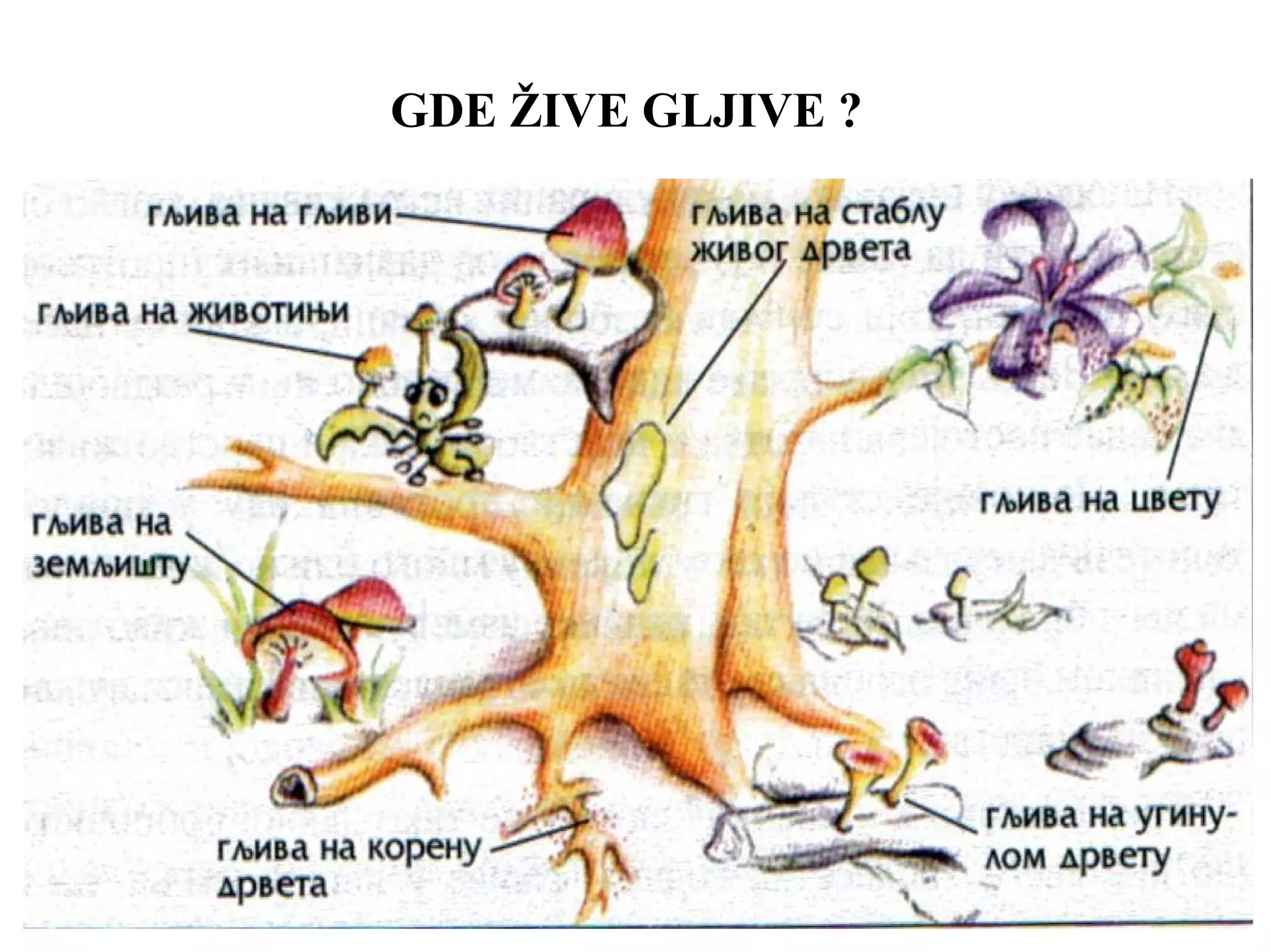 Gljive | PPT