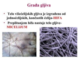 Gljive | PPT