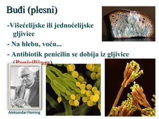 Gljive | PPT