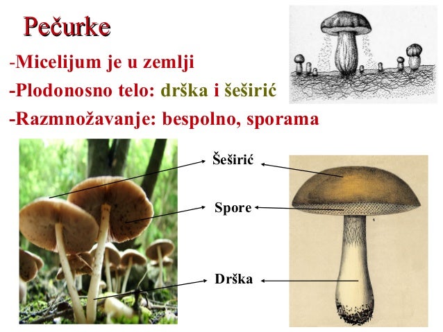 Gljive