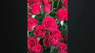 Güller,Roses | PPSX
