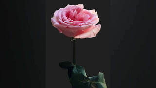Güller,Roses | PPSX