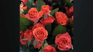 Güller,Roses | PPSX