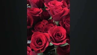 Güller,Roses | PPSX