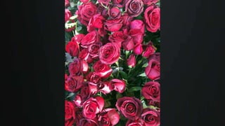 Güller,Roses | PPSX