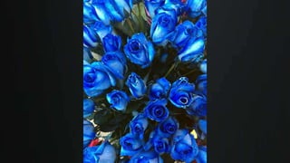 Güller,Roses | PPSX