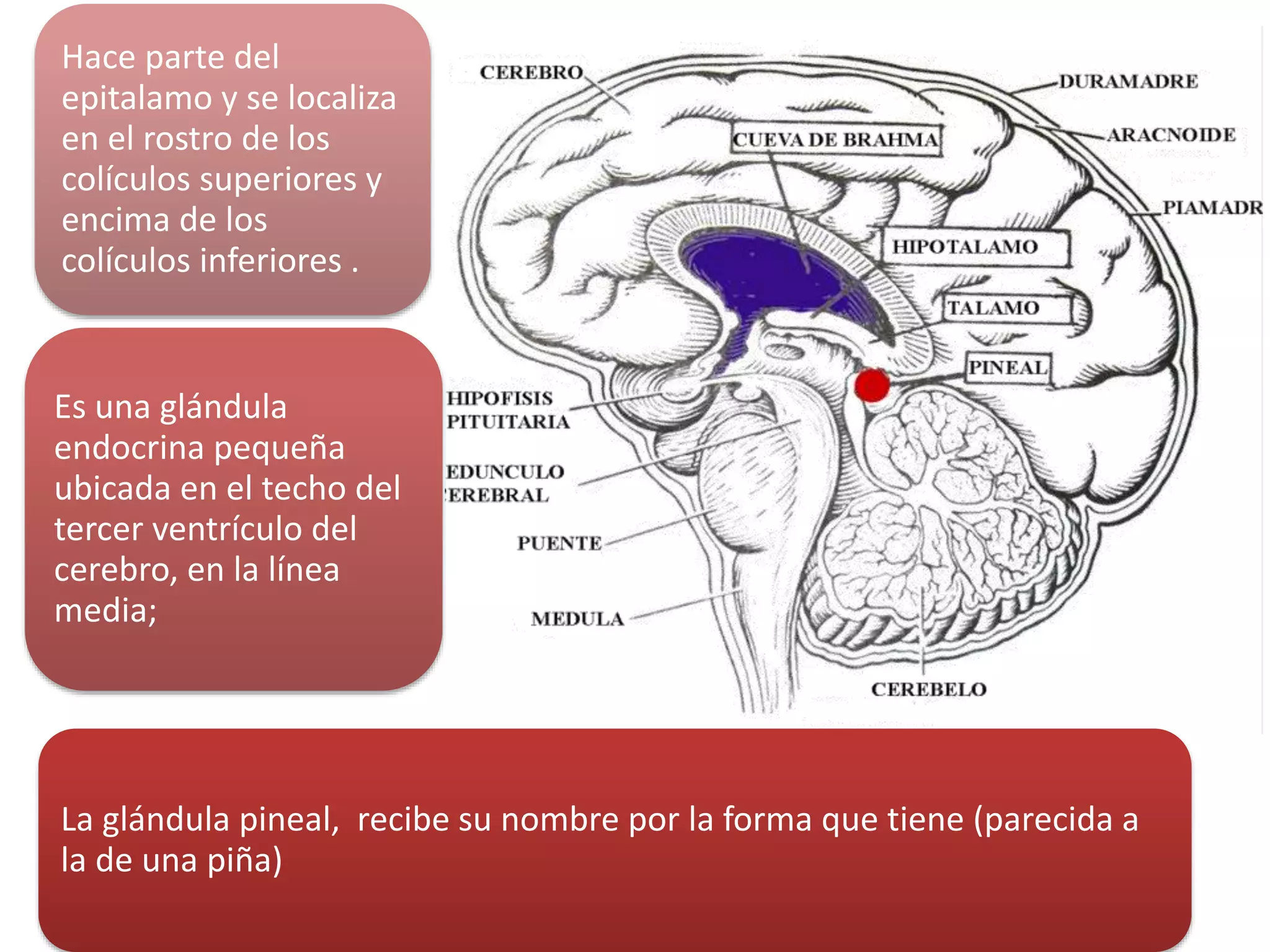 Anatomía De La Región Pineal Pineal Gland Tumors: A Review