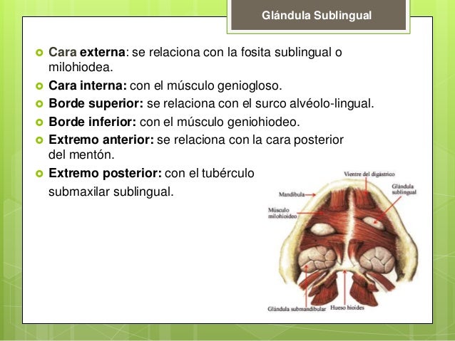 Glándula sublingual anatomia