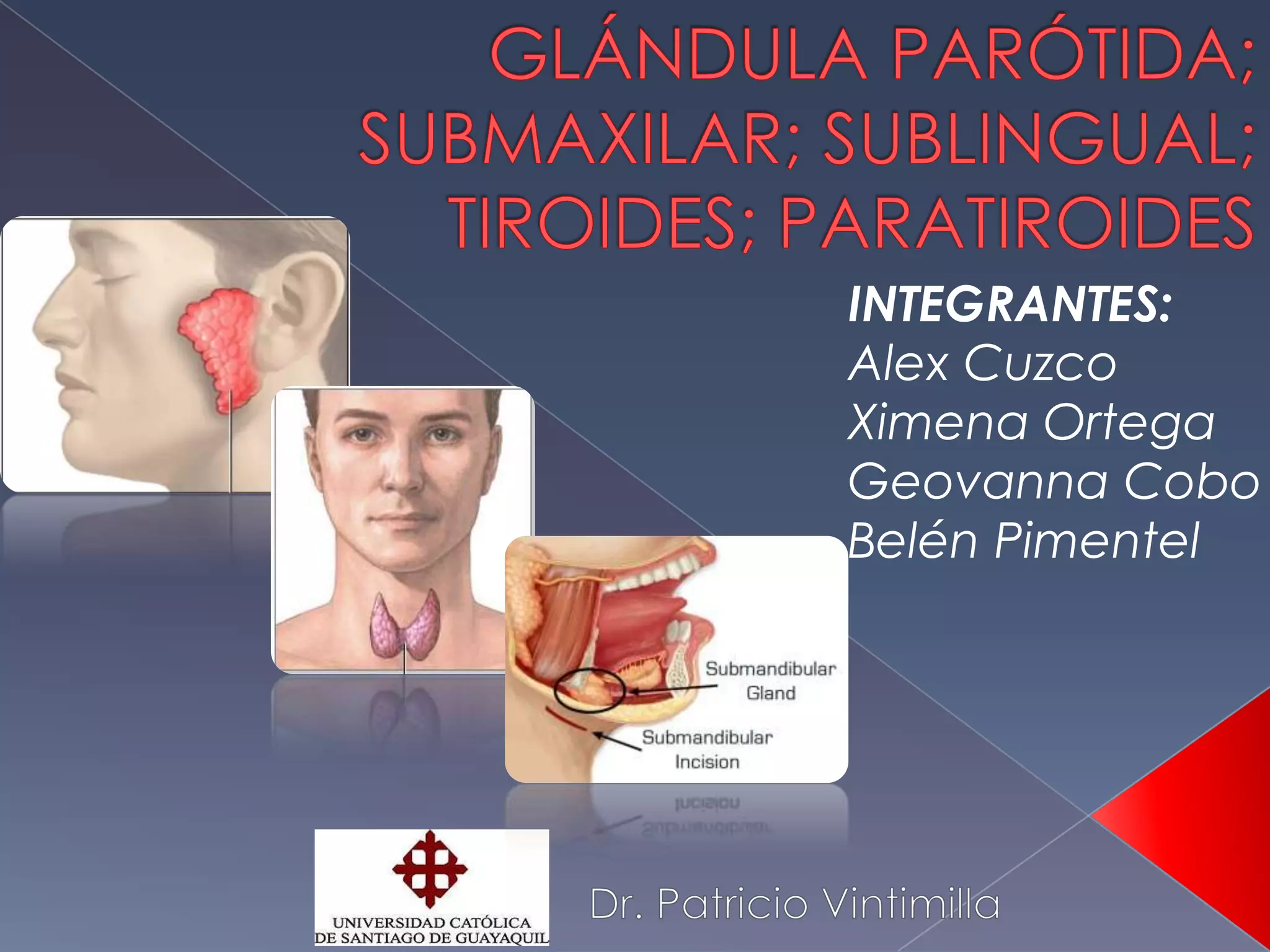 Anatomía De La Glándula Parótida Ppt SESIONES ORL PRIMARIA DR