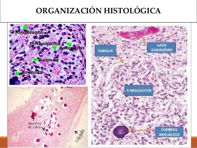 Histologia Da Glandula Pineal Rotulada