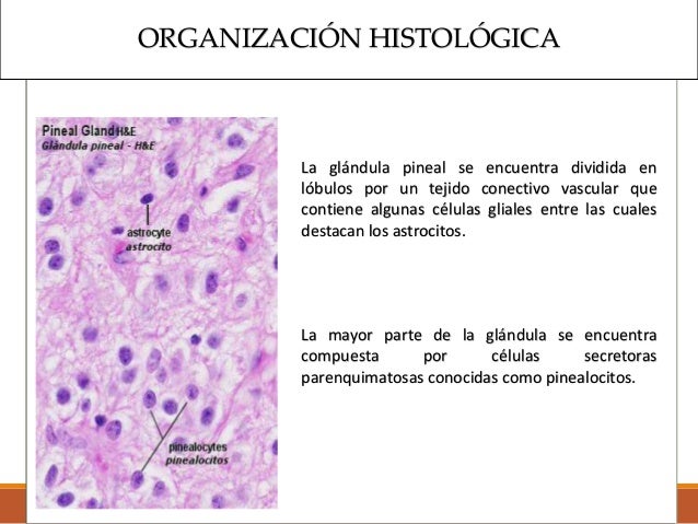 Histologia Da Glandula Pineal Rotulada