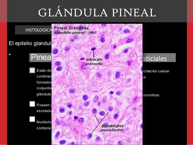 Histologia Da Glandula Pineal Rotulada