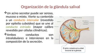GLÁNDULAS-SALIVALES.pptxGLÁNDULASGLÁNDULAS | PPTX