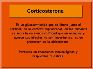 Glándulas Suprarrenales | PPT